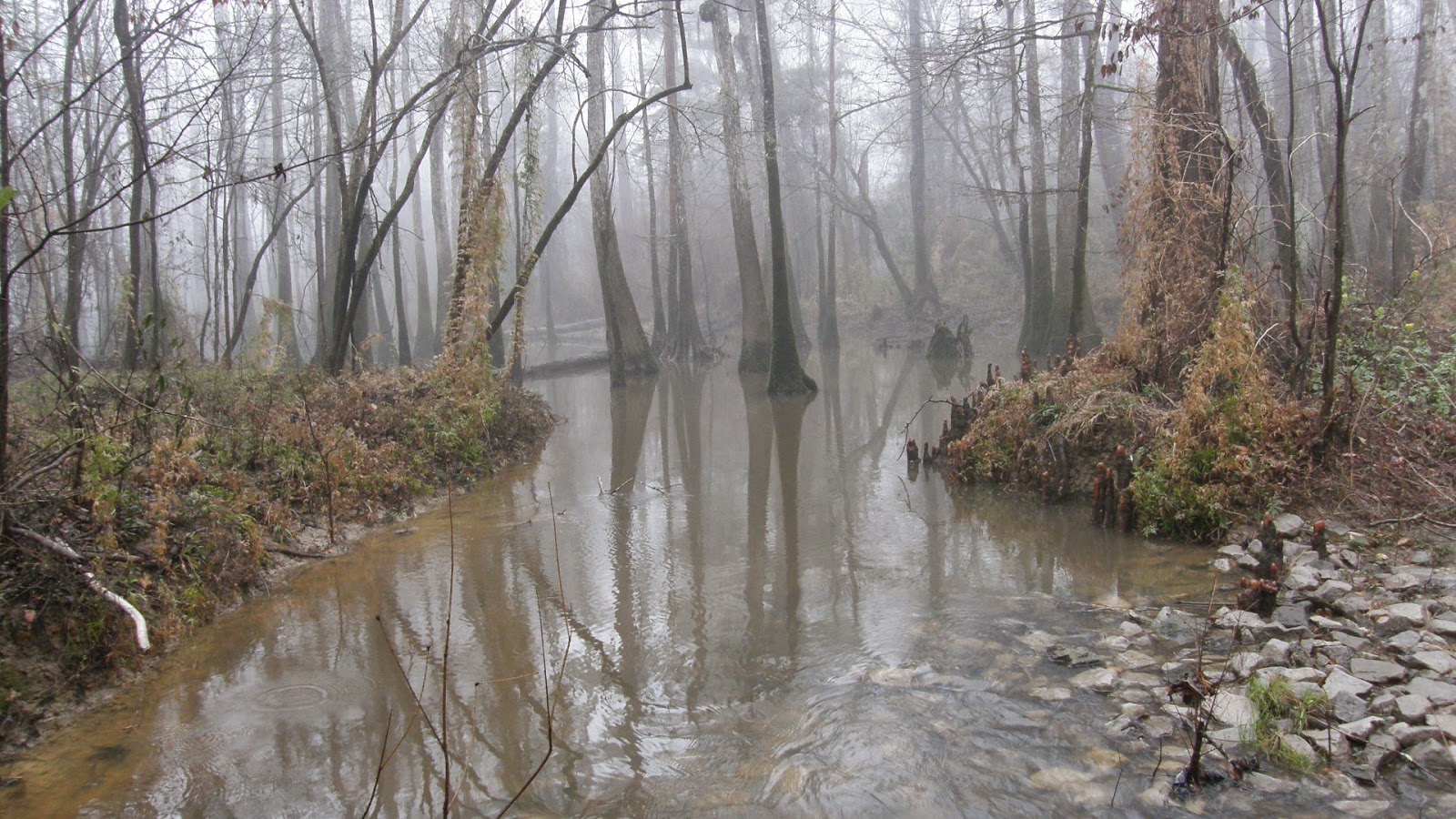 Kints: New Webs: A Late Winter Swamp Slog, 2 March 2015