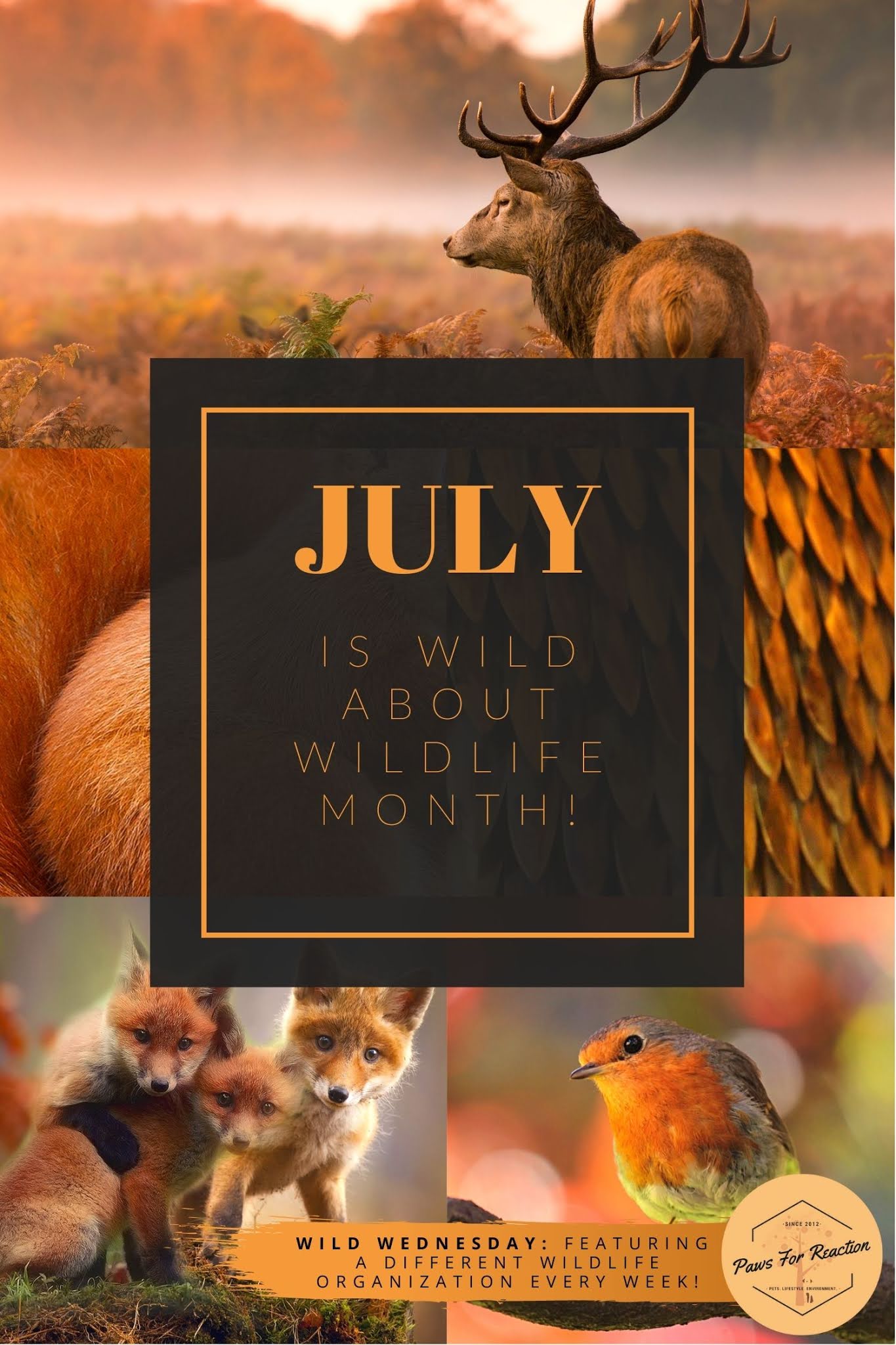 July is Wild About Wildlife Month: Featuring Aspen Valley Wildlife ...