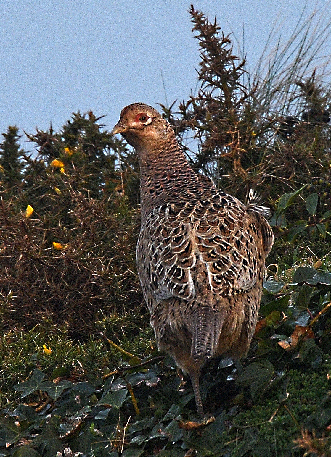 Alan James Photography : Carn Gloose today