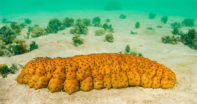 Warung Herbal Yogyakarta: Herbal Gamat Emas Alami