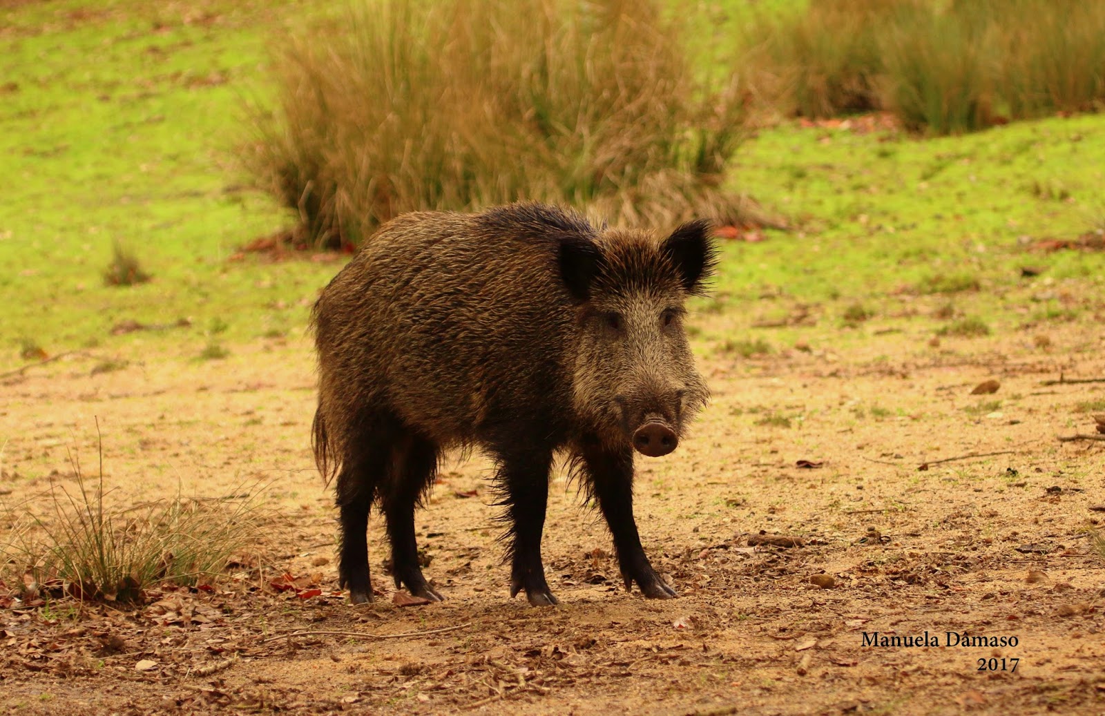 Voando na Natureza: Javali