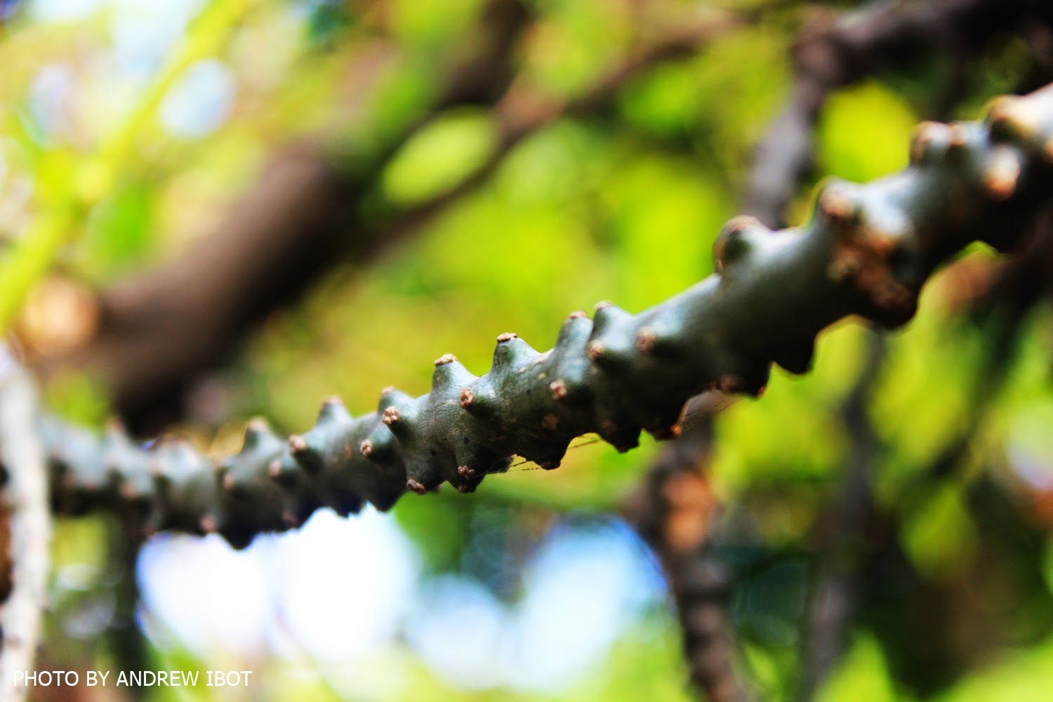 Ako si ANDREW IBOT!: Makabuhay (Tinospora rumphii Boerl)