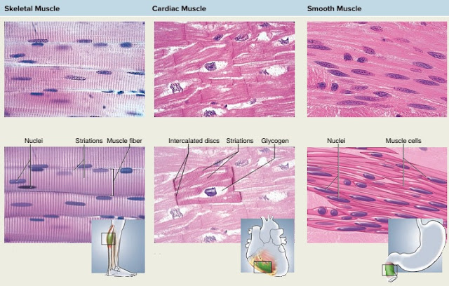 Macam-Macam Jaringan Otot - Saintis Kesehatan