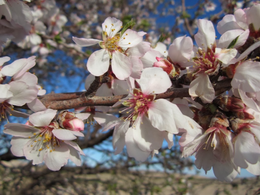 Mis experiencias mis imágenes: Flor de almendro, almendras.