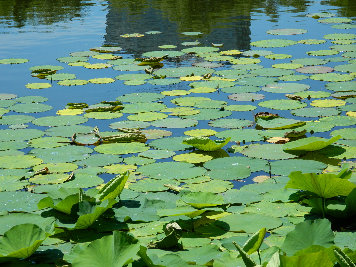 LA MULTI ANI, ROMANIA!: Frunze de nufar