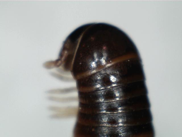 O MUNDO DOS INSETOS: gongolo