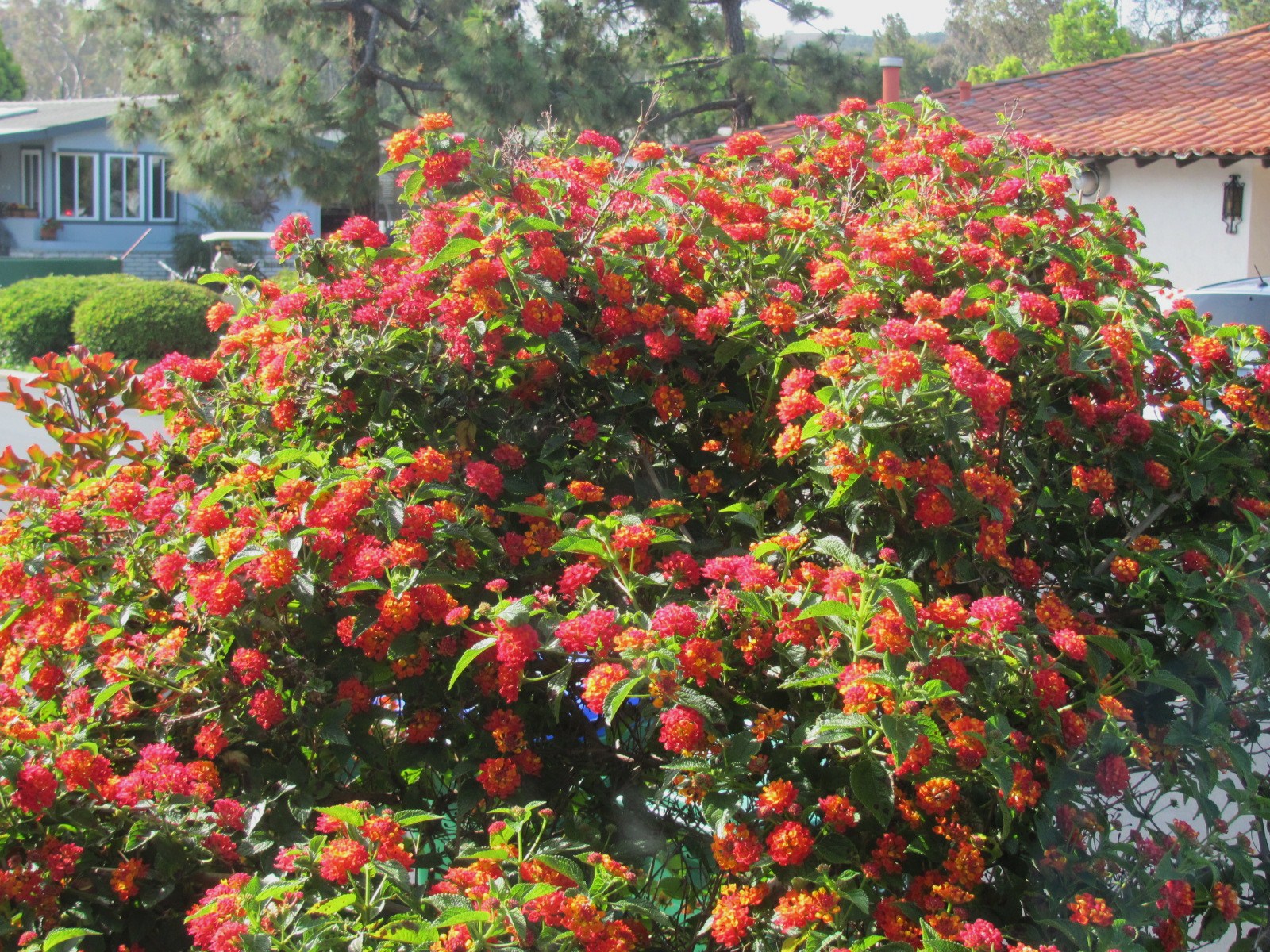 FLAMBLOGGER ...: Our Lantana Tree