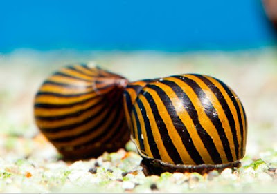 3 Good Algae Eaters Snail For Aquascape - Freshwater Fish Species