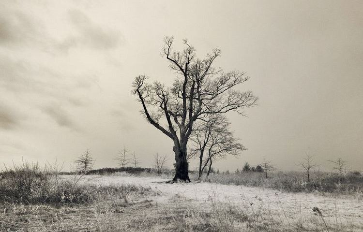 Frightening History Of The Devil’s Tree In New Jersey