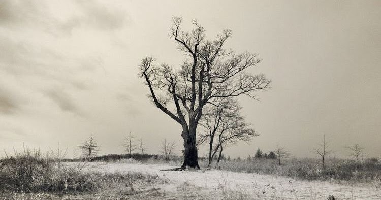 Frightening History Of The Devil’s Tree In New Jersey | The Planet ...