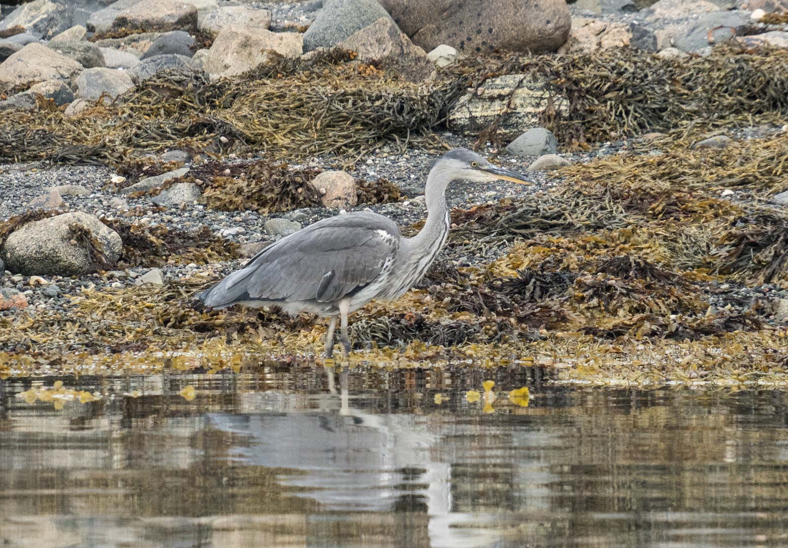 Geirs hytteblogg: Gråhegre i vika
