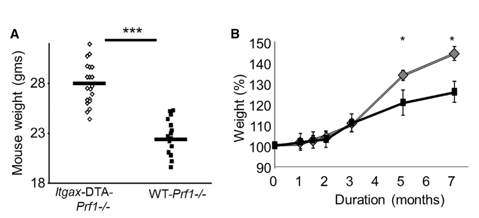 Perforin deficiency in dendritic cells leads to overweight and ...