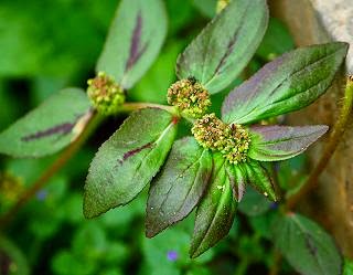 Mooligai Maruthuvam : வியர்வை நாற்றம், தவளை சொறி சரியாக இயற்க்கை ...