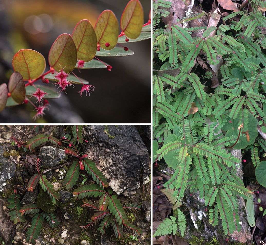 Species New to Science: [Botany • 2019] Phyllanthus huamotensis & P ...