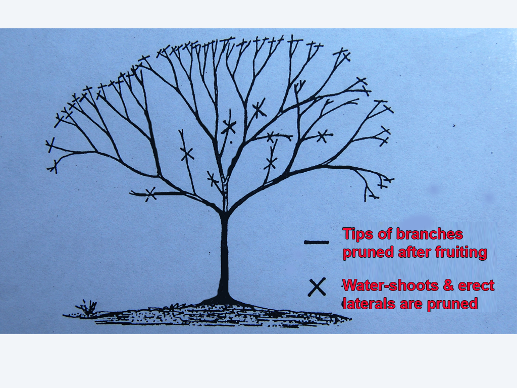 Durian Info: Pruning and Training The Durian