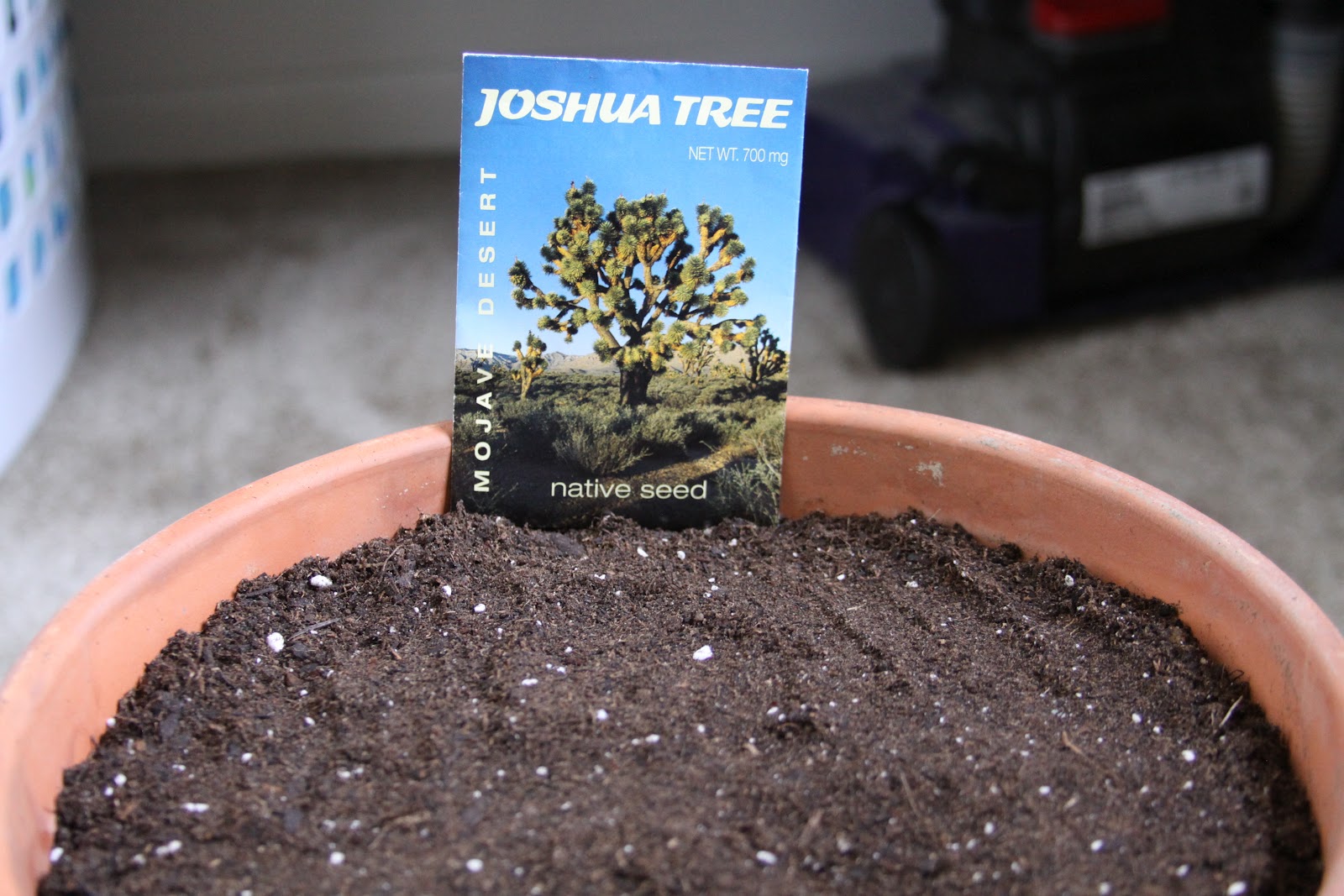 Desert Raven: Joshua Tree- Yucca Brevifolia