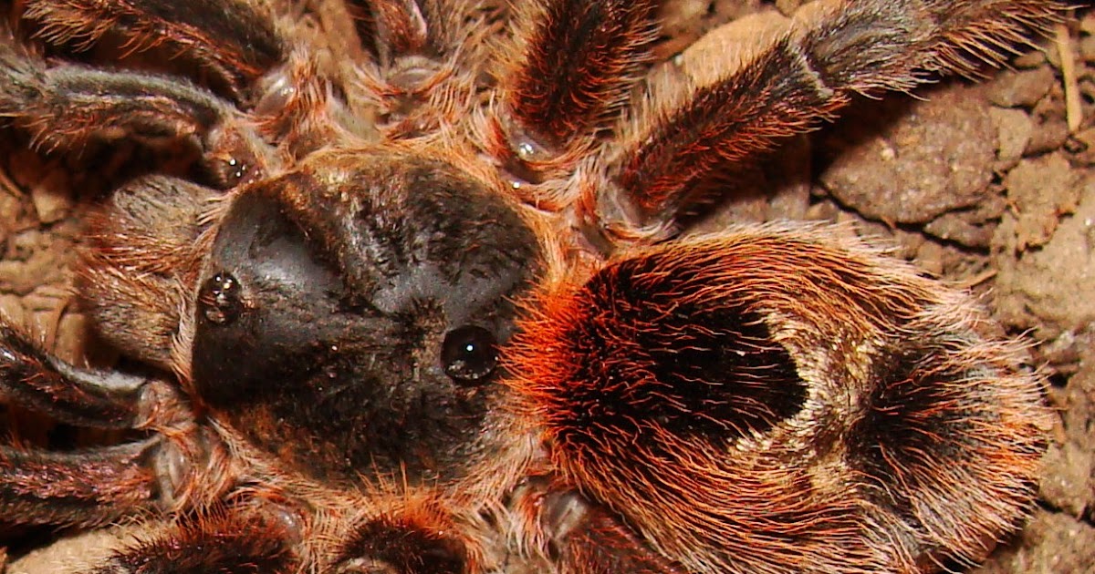 Tarántulas Chilenas : Phrixotrichus scrofa, Molina 1788