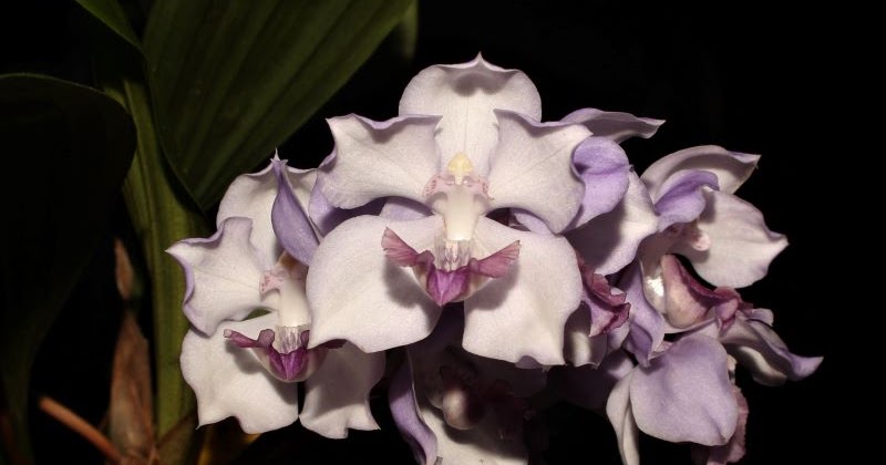 Ricardo's Blog, : Acacallis cyanea Lindley 1853