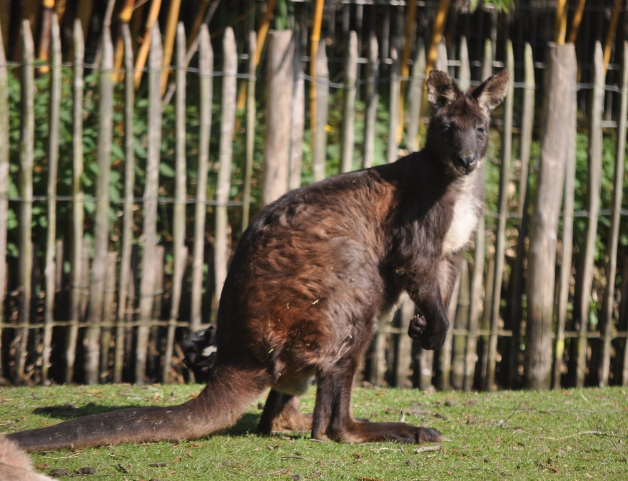 ZOOTOGRAFIANDO (6.100 ANIMALS): WALARÓ ORIENTAL / EASTERN WALLAROO ...
