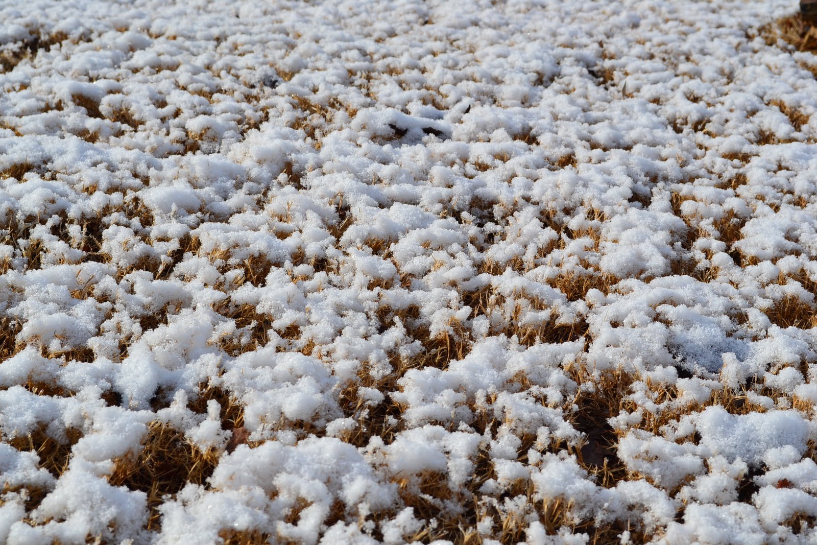 a Byrd in His hands: Manna From Heaven