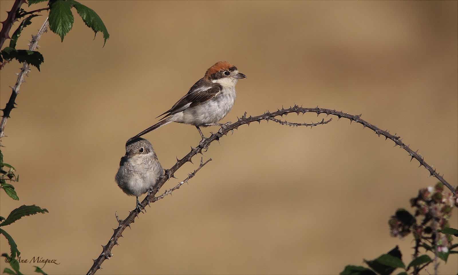 NATURANAFOTOS: Alcaudón común..
