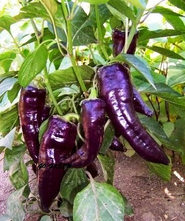 gogreendiscovery: CHILLI seeds for sale