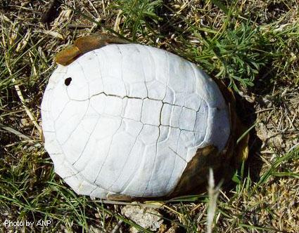 CNHP Blog: Willhite Ranch Monitoring