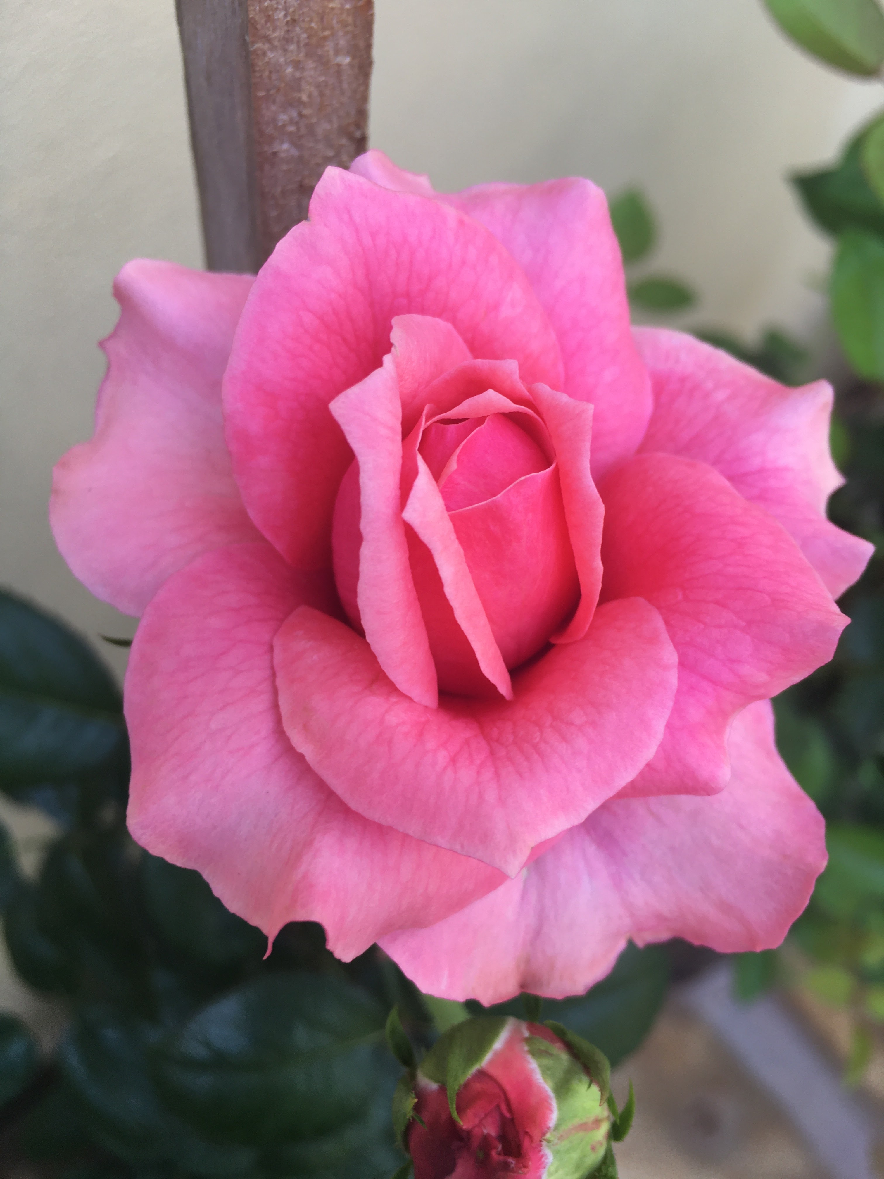 Anjel Farm & Garden: Maksud di sebalik Warna Bunga Mawar