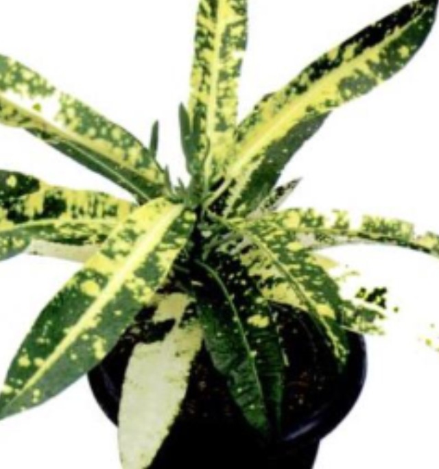 Bunga Puring yang Populer - 🥢 SettiaBlog