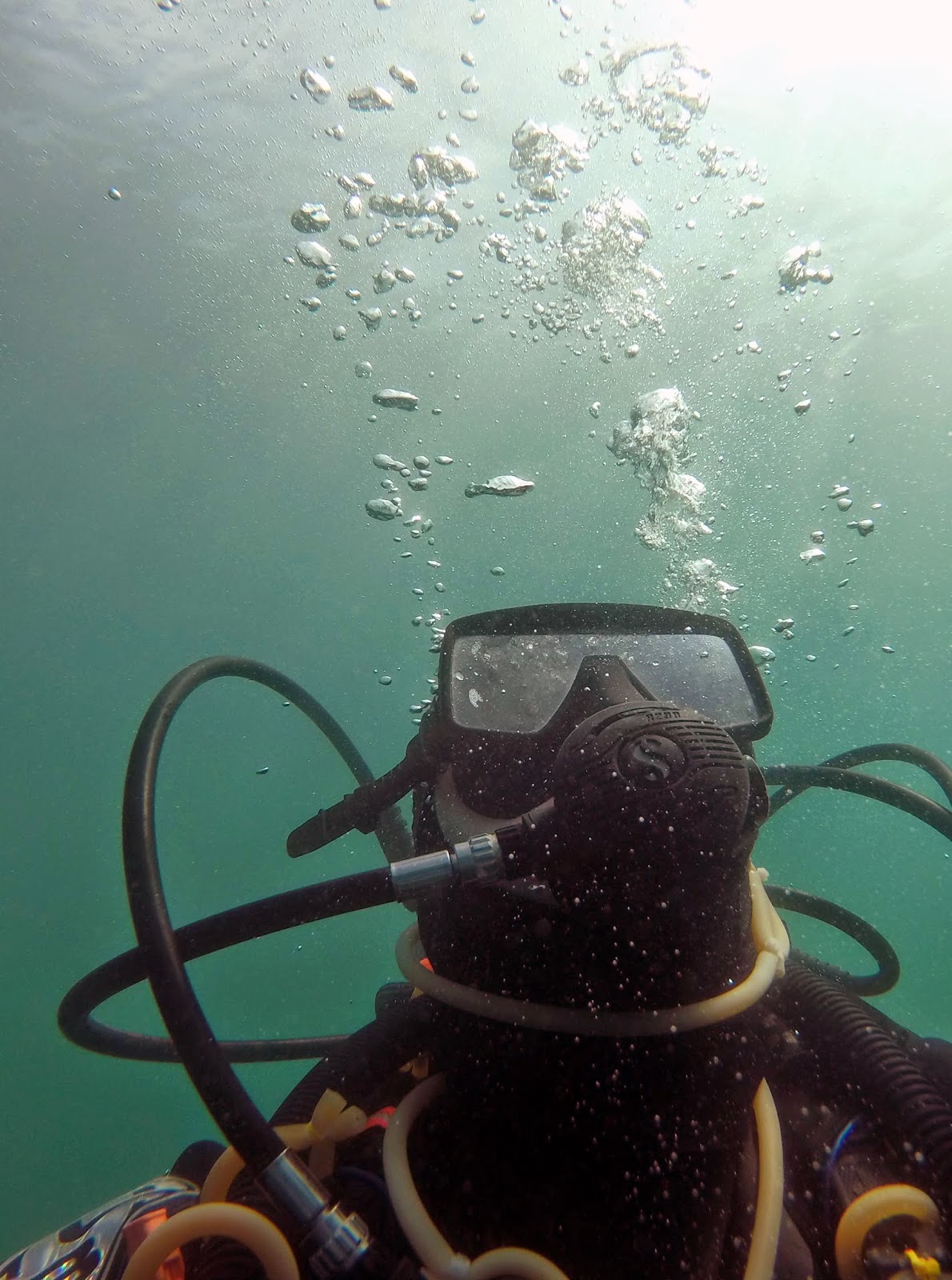Hedge Finders: Diving in Falmouth - Giant Jellyfish