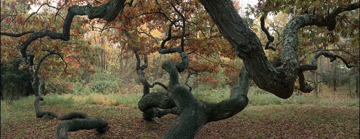 A sombra verde: James Balog