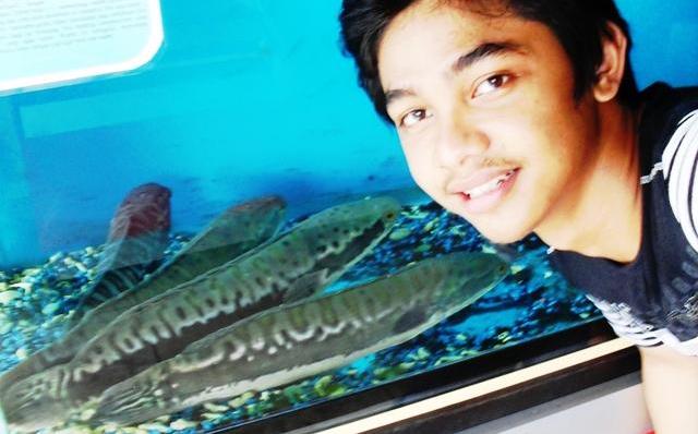 Gallery Reptile : :: GABUS TOMAN