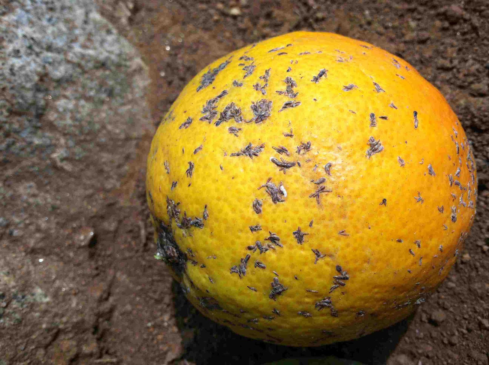 The Citrus Guy: Citrus With Some Mussel