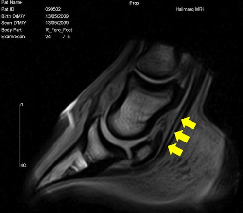 Fran Jurga`s Hoofcare + Lameness: Hallmarq Standing MRI and Chronic ...