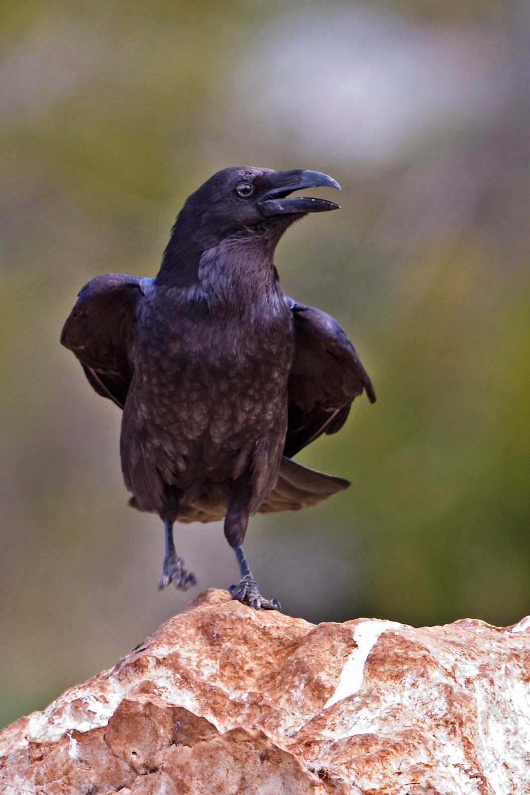PETER'S PORTFOLIO..............Bird & Wildlife Photography: Raven
