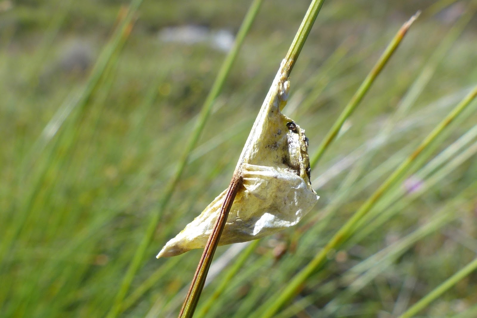 A Kilchoan Diary: Burnet Cocoons