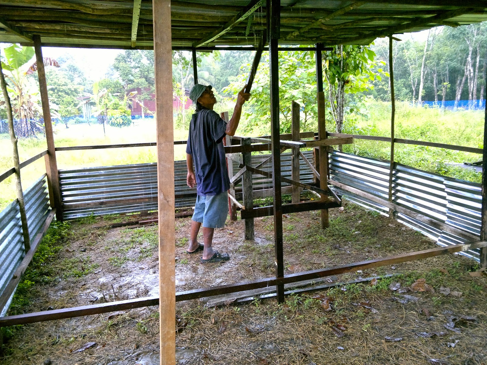TERNAKAN AYAM KAMPUNG ORGANIK: PROSES BINA REBAN 500 EKOR