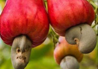 Bicara Mentari: BUAH GAJUS RASA KELAT MANIS