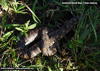 Common Sand Boa | Eryx conicus (Schneider, 1801) | PerSonaLife