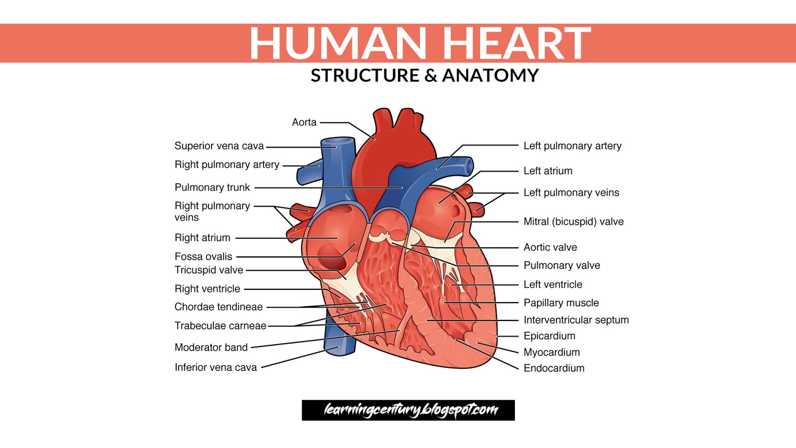 HUMAN HEART STRUCTURE & ANATOMY I Simple and Easy Note