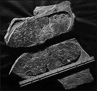 Frumoasa verde: Omul nu a fost niciodată primitiv + documentar (RO)