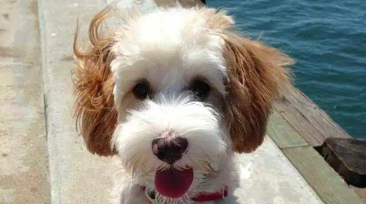 Bassetoodle (Basset Hound Poodle mix) Temperament, Size, Lifespan, Adoption