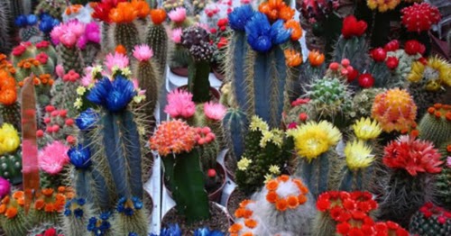 LER PARA SER: DA CONCISÃO LXXVII