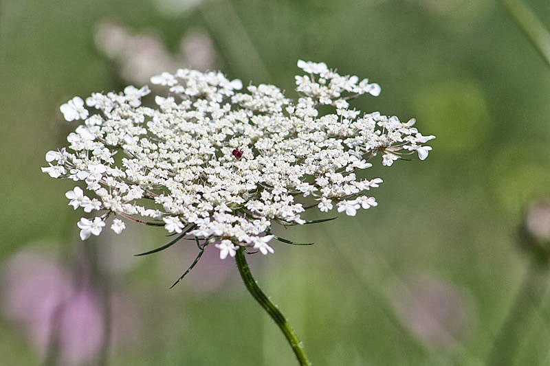 moments de partage: Carotte sauvage...