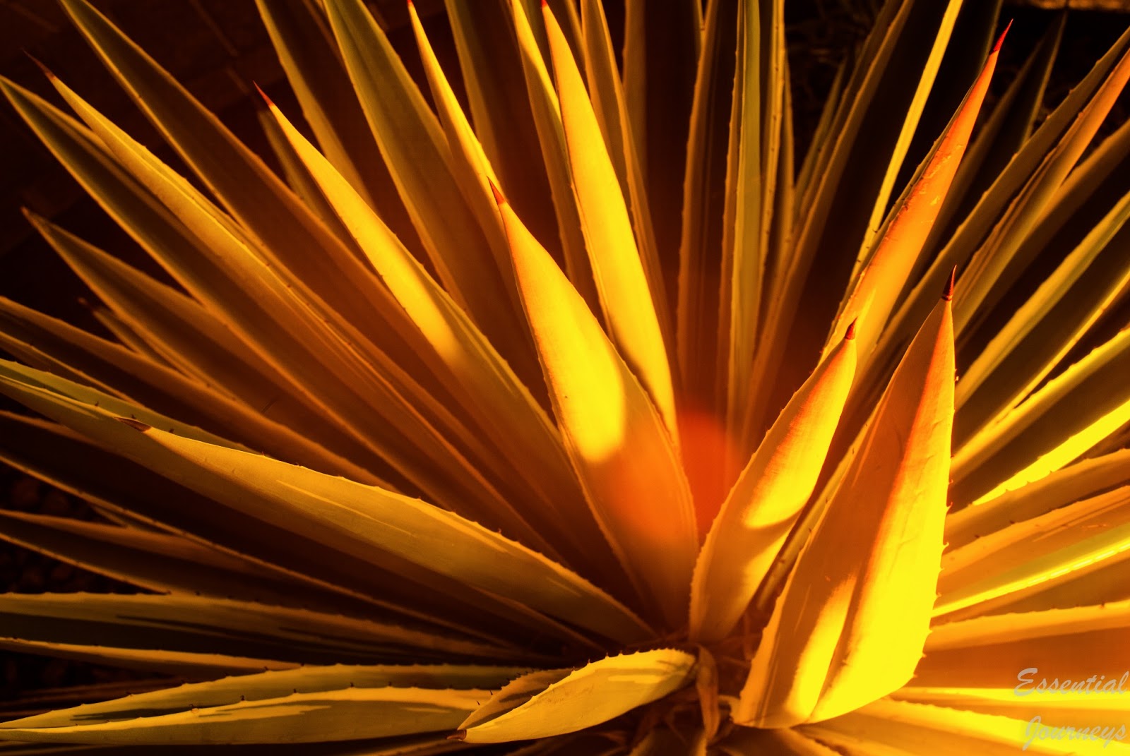 Essential Journeys Photos: Sharing Colors