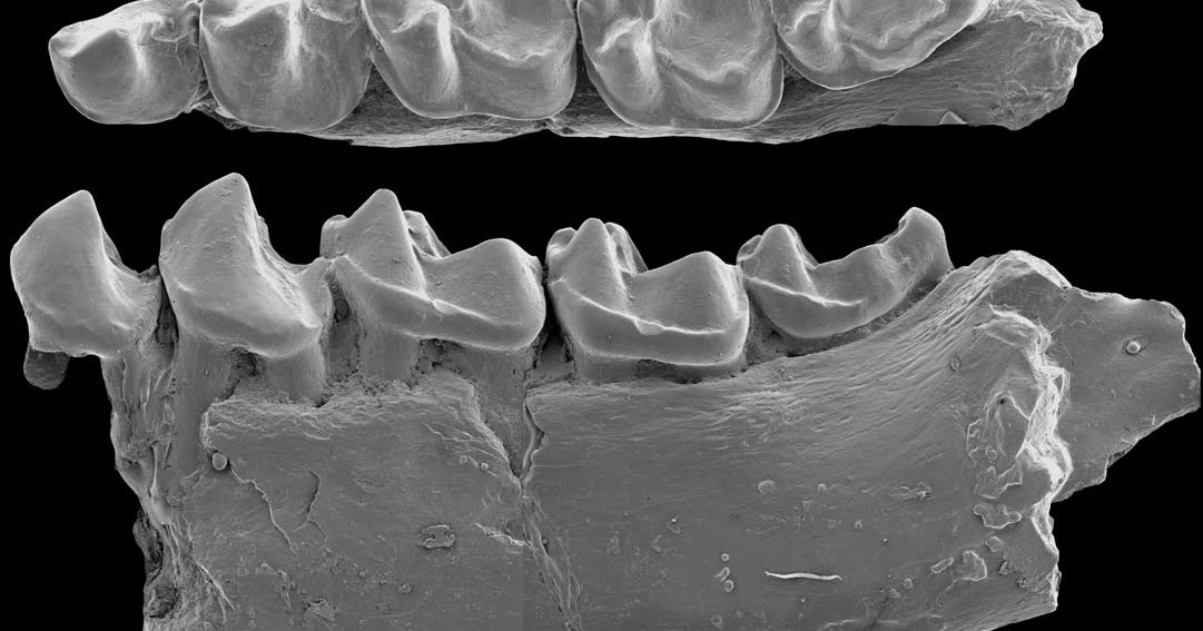 Sciency Thoughts: An Omomyid Primate from the Eocene of South London.