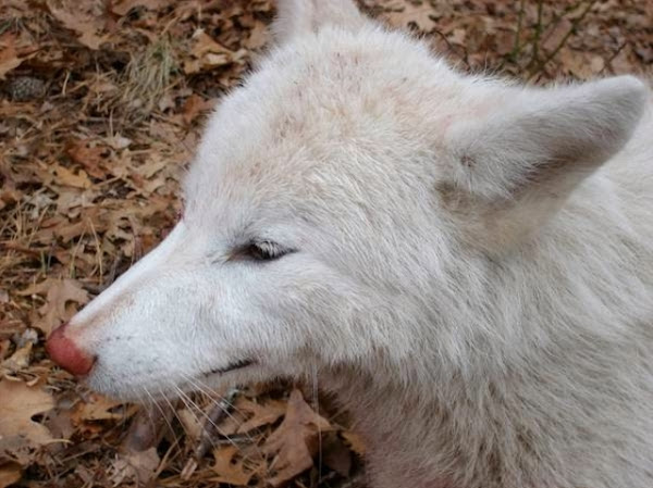 White Wolf : National Geographic Releases Rare Images of Leucistic Coyote
