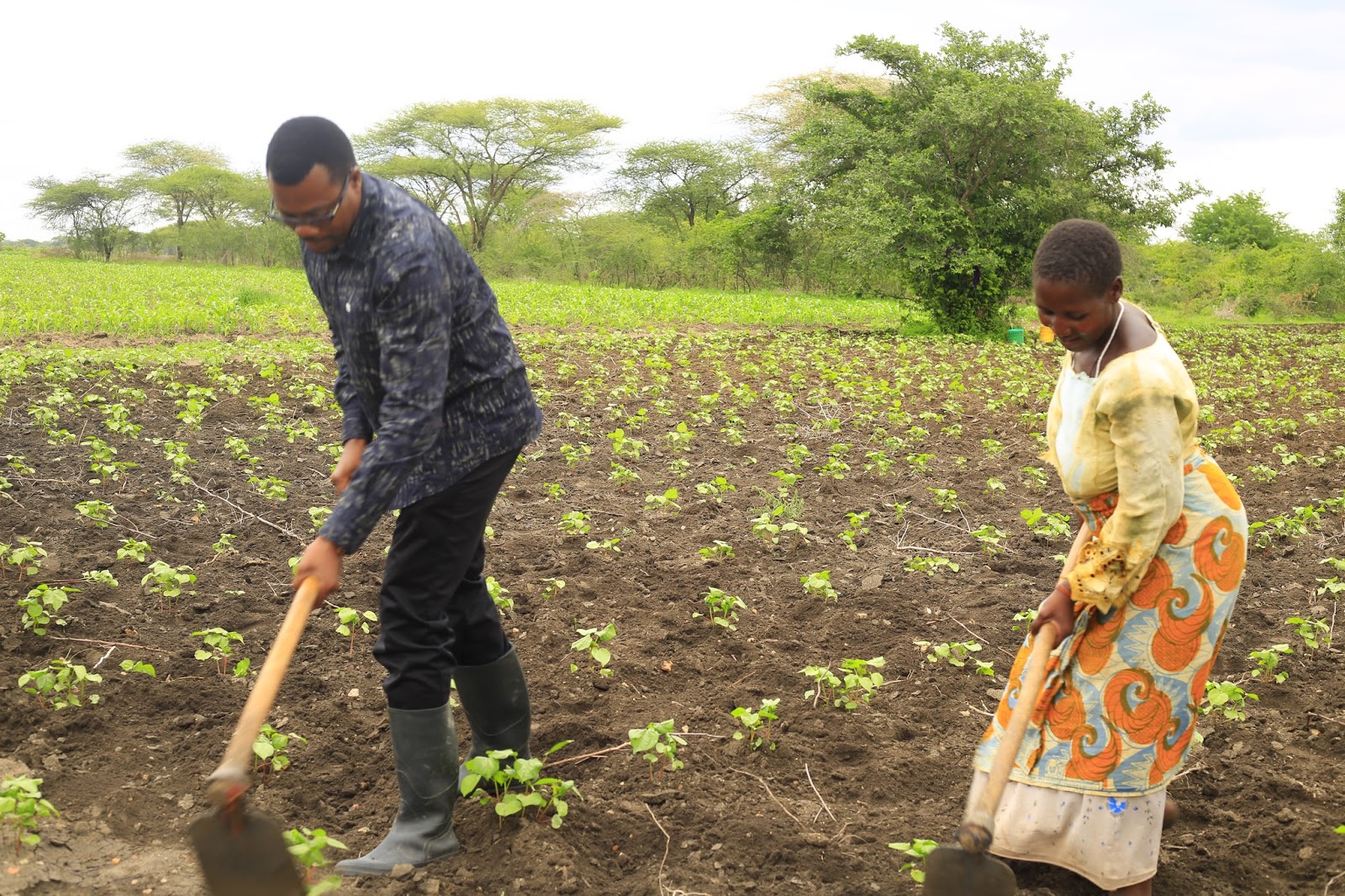 HABARI NA MATUKIO: Waziri wa Mifugo na Uvuvi ahamasisha kilimo bora cha ...
