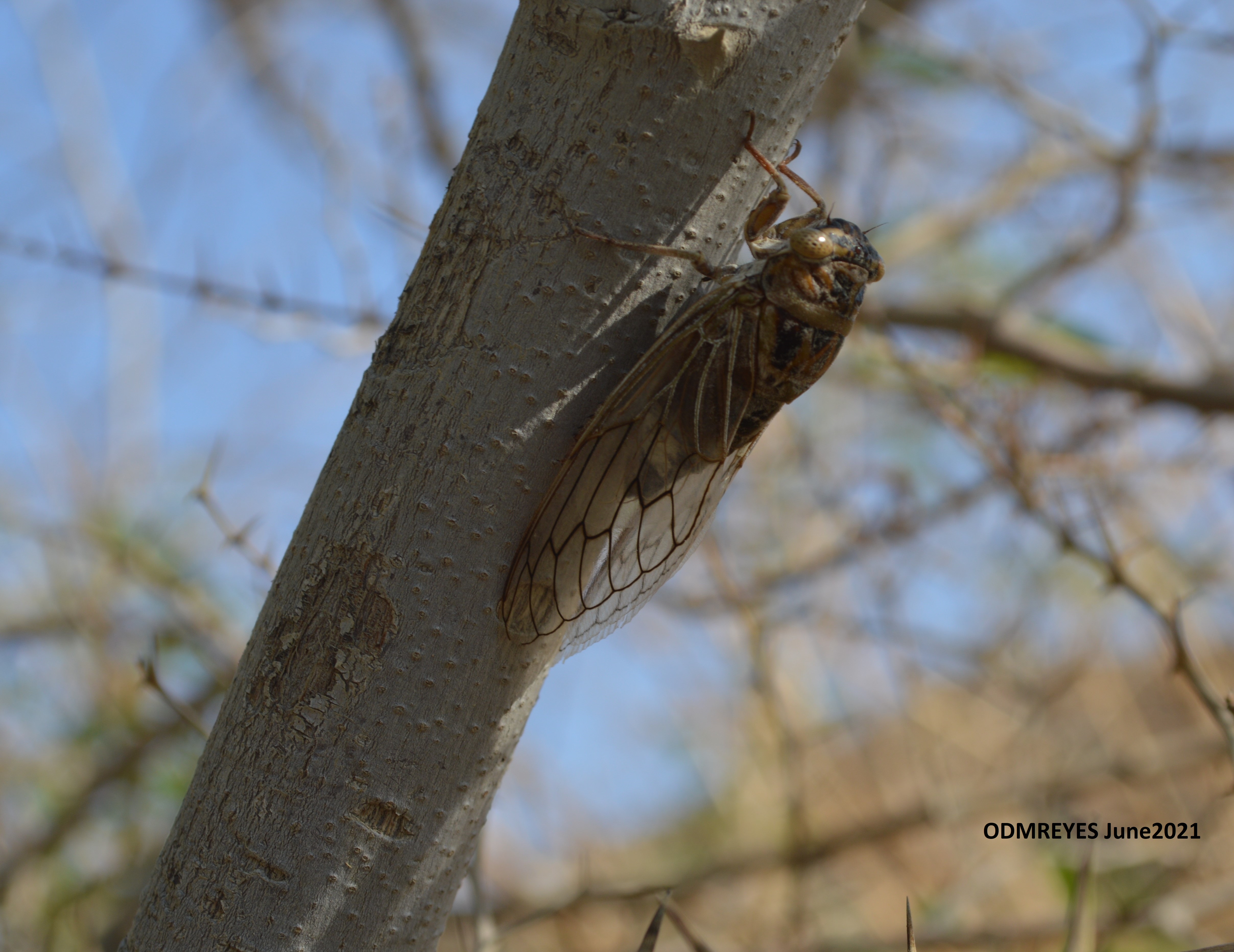 Samurai Bug Chronicles: An Arabian Cicada Encounter at the Al Showkha ...