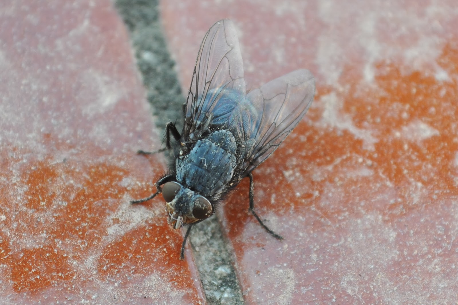 ZOOTOGRAFIANDO (6.100 ANIMALS): MOSCA AZUL (Calliphora vicina)